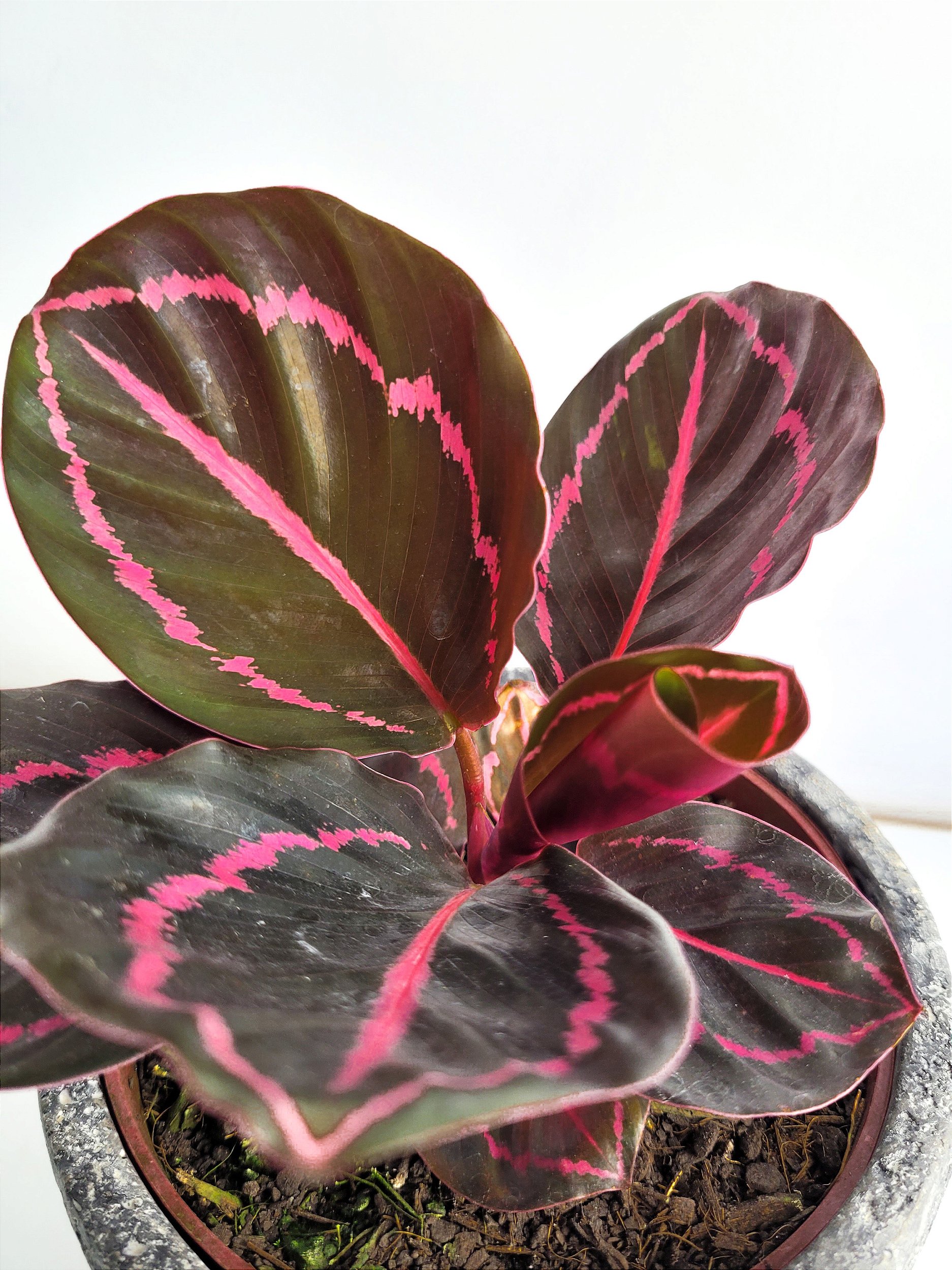 Calathea Rubi | Pote Médio - Indoor Plantas