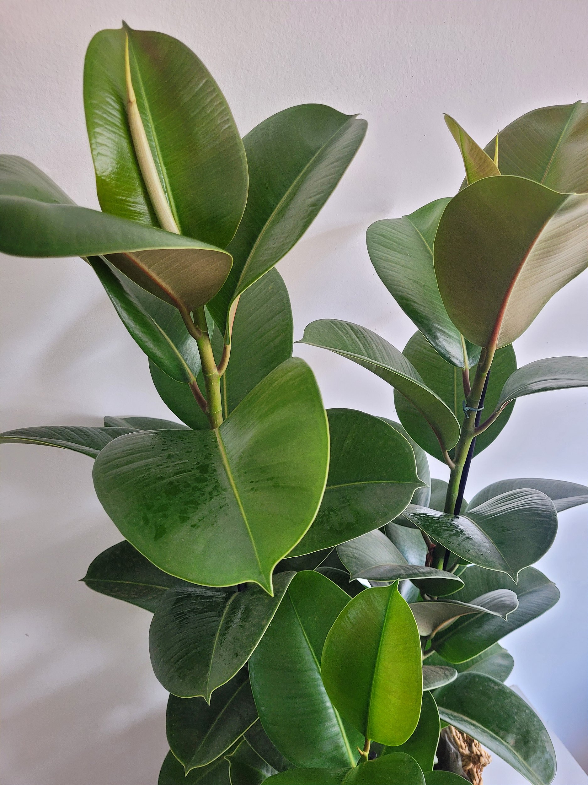 Ficus Elástica Chloe (3 hastes) | Pote Extra Grande - Indoor Plantas