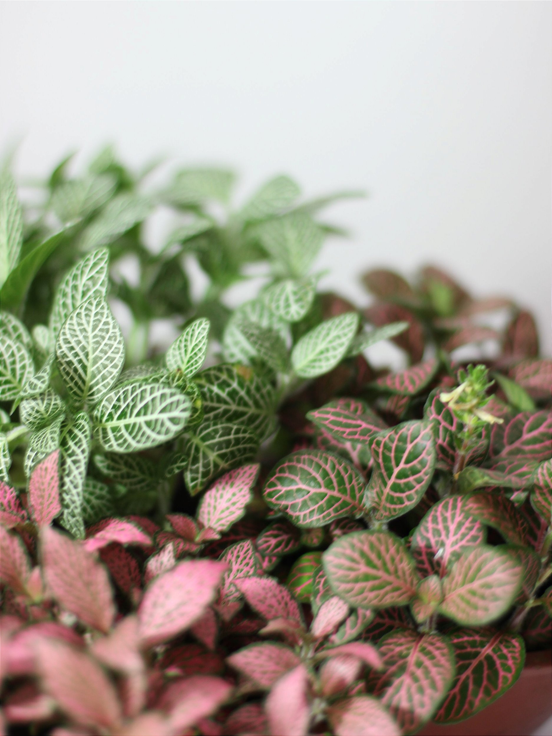 Fitônia Variada | Cuia Média - Indoor Plantas