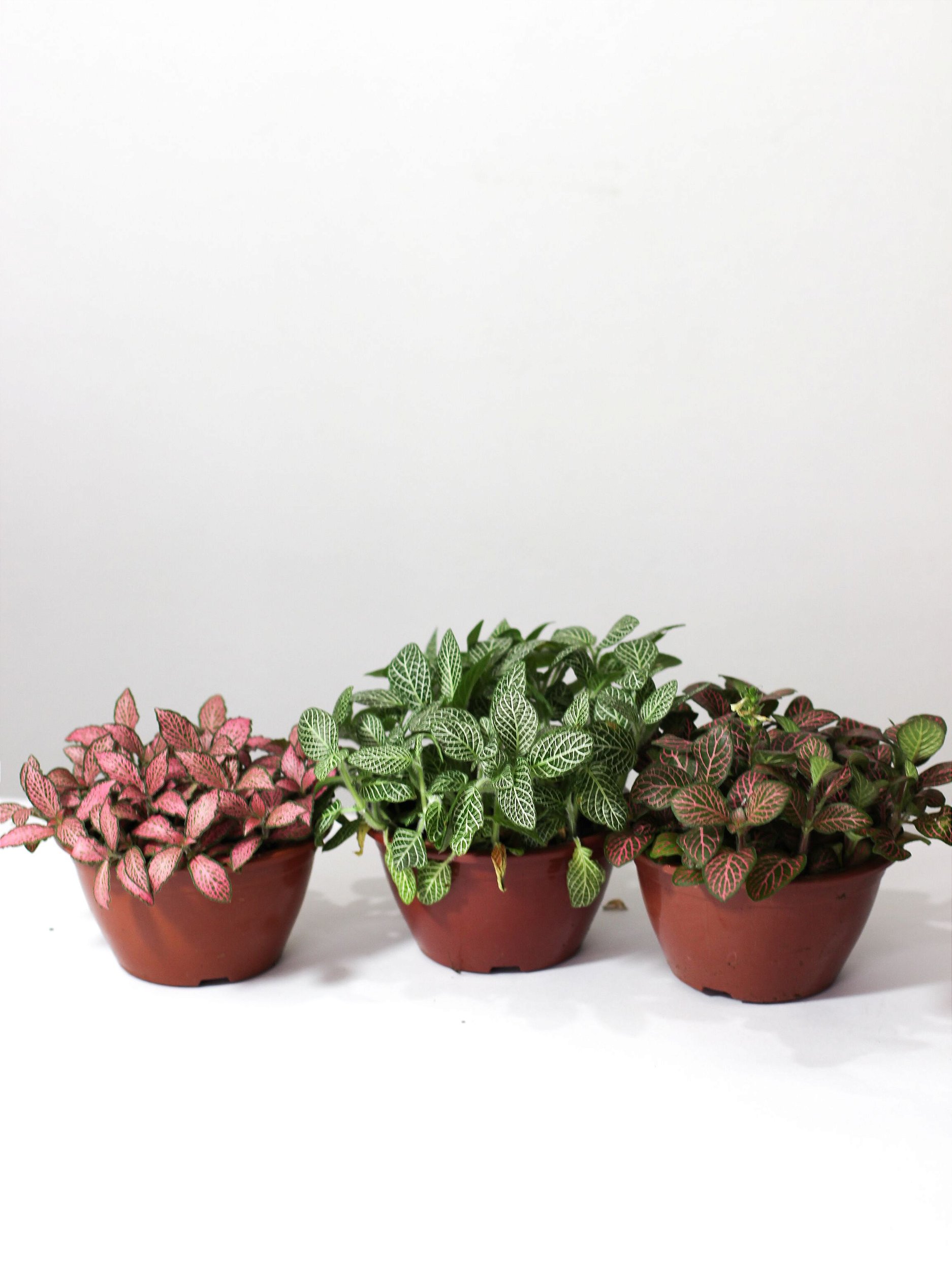 Fitônia Variada | Cuia Média - Indoor Plantas