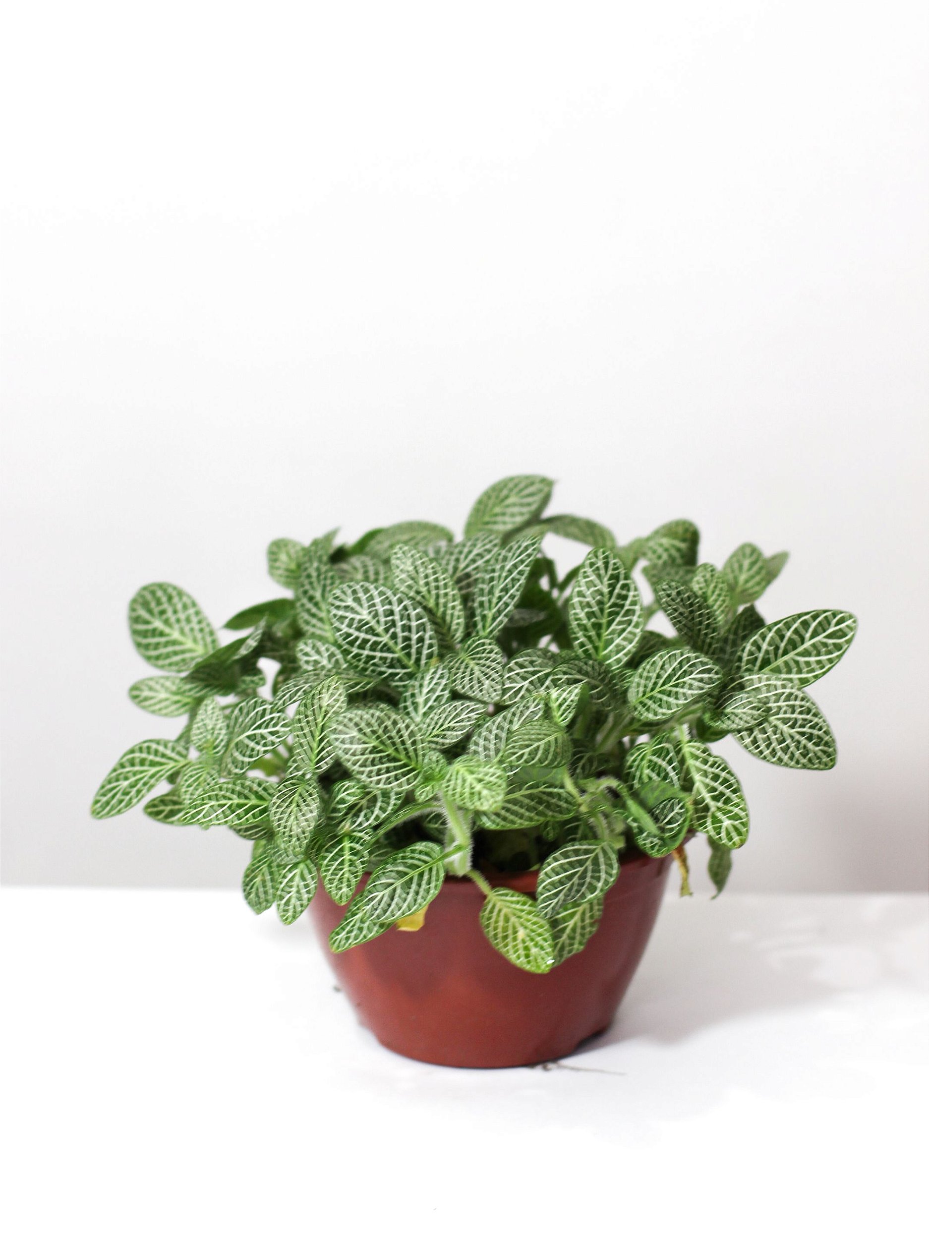 Fitônia Variada | Cuia Média - Indoor Plantas