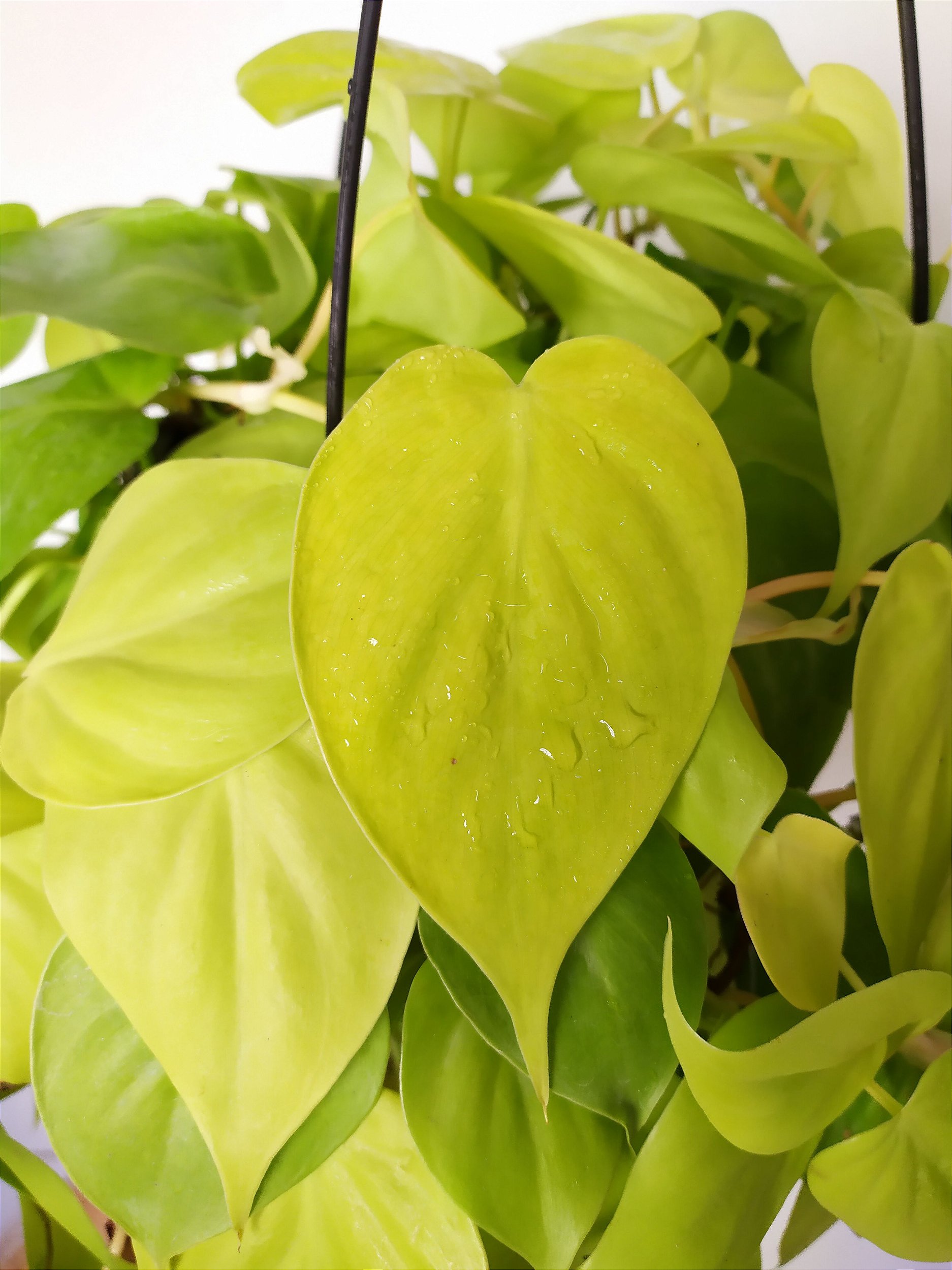 Filodendro Amarelo (Philodendron scandens) | Compre Online na Indoor ...