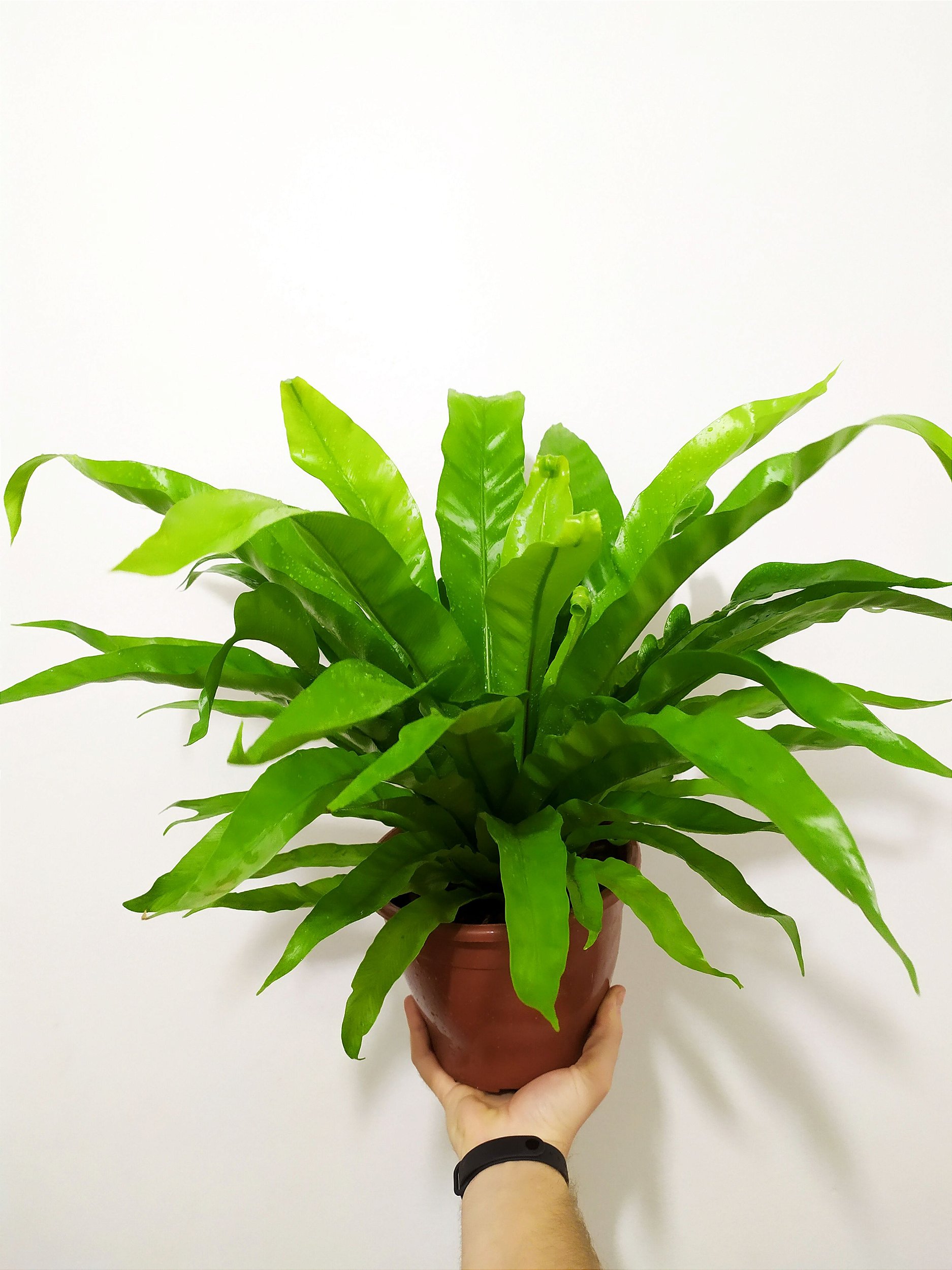 Asplênio Liso (Asplenium nidus) | Compre online na Indoor Plantas ...