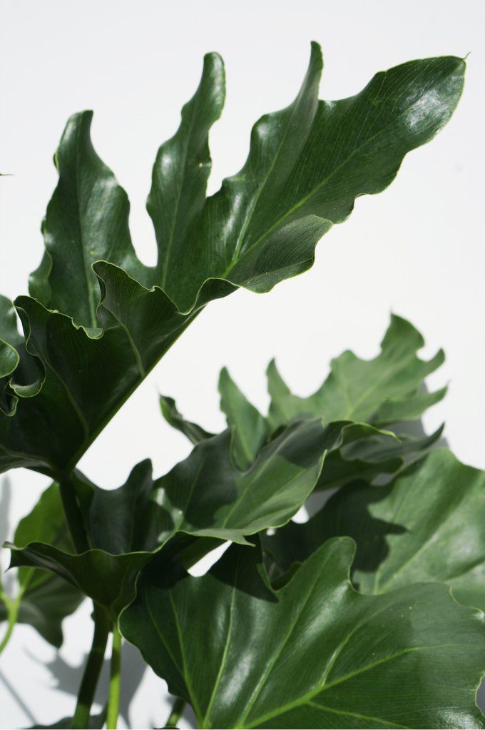 Guaimbê | Pote Extra Grande - Indoor Plantas