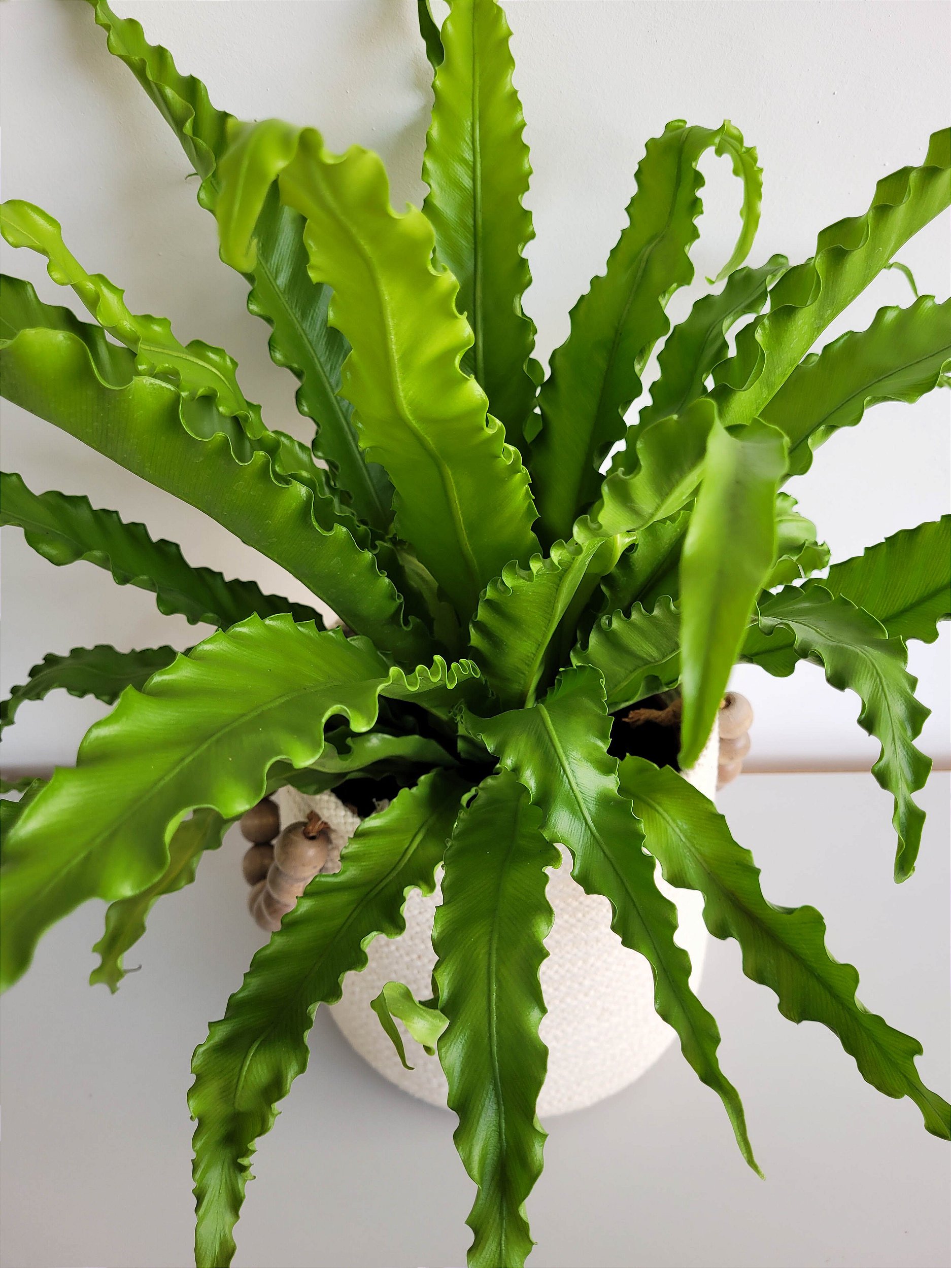Asplênio Osaka Crespo | Compre online na Indoor Plantas - Indoor Plantas