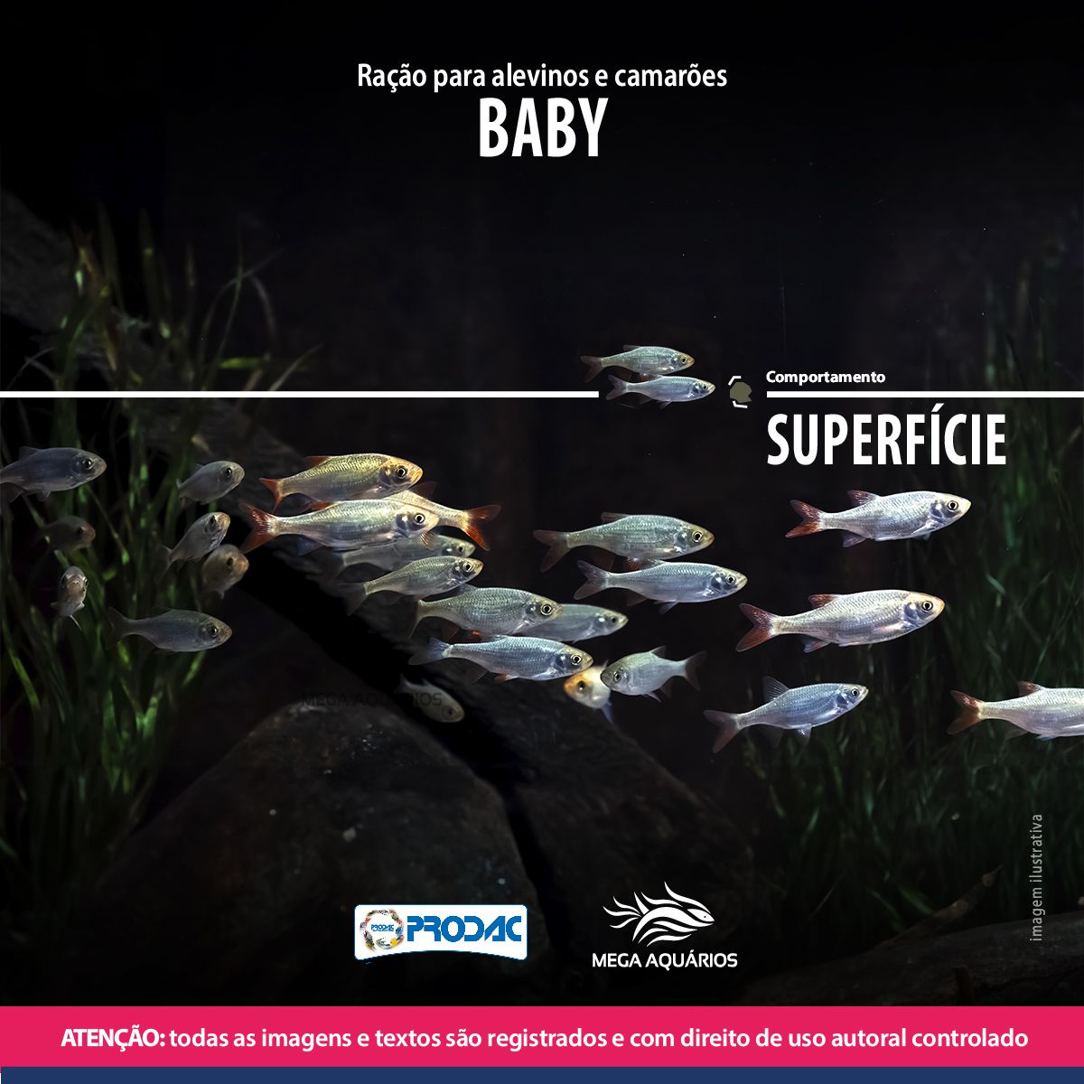 Ração p/ alevinos Prodac Baby micro flocos peixe pequeno 15g - Mega ...