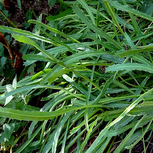 6 Muda De Coentro Do Norte (eryngium Foetidum) + Manual - Vita Oliva