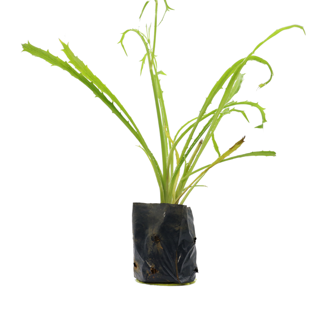 1 Muda De Coentro Do Norte (eryngium Foetidum) + Manual - Vita Oliva