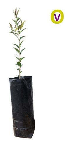 1 Muda De Uvaia/orvalha - Alta Qualidade + Manual De Plantio - Vita Oliva