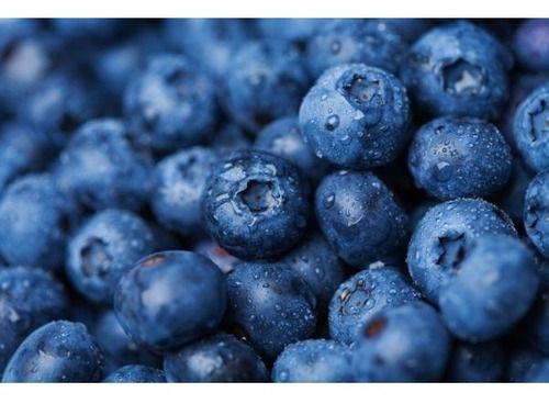 Mudas De Mirtilo - Blueberry - Alta Qualidade - Produtivas - Vita Oliva