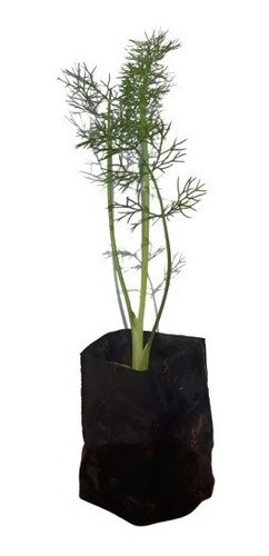 1 Muda De Funcho - Alta Qualidade - Planta Medicinal - Vita Oliva