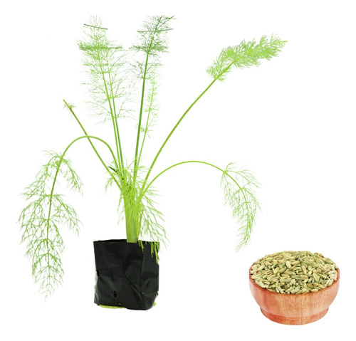 1 Muda De Funcho - Alta Qualidade - Planta Medicinal - Vita Oliva