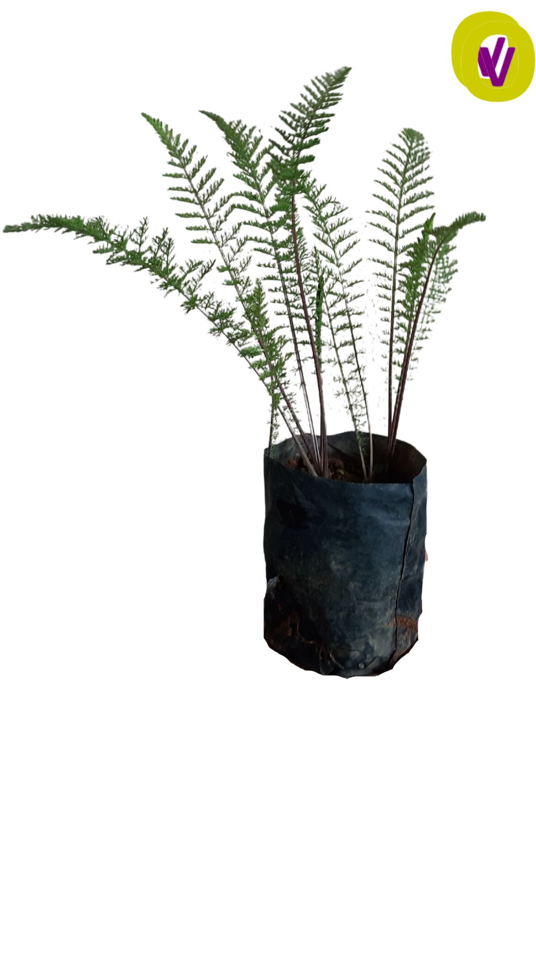 1 Muda De Funcho - Alta Qualidade - Planta Medicinal - Vita Oliva