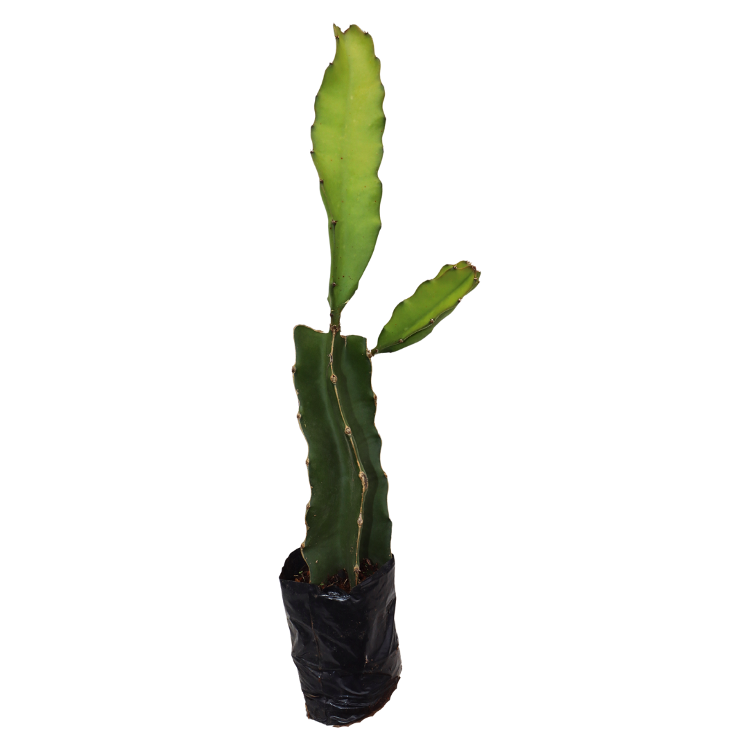 1 Muda De Pitaya Amarela Palora Enraizada + Manual - Vita Oliva
