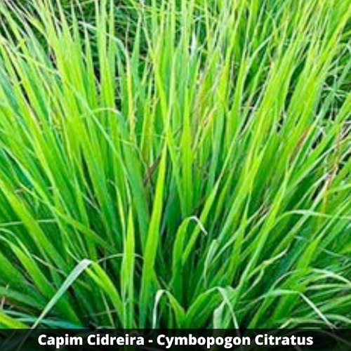 1 Muda De Erva Cidreira - Capim Limão - Planta Medicinal - Vita Oliva