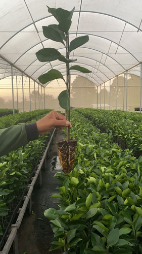 1 Muda De Limão Cravo (limão Rosa) Enxertada + Manual - Vita Oliva