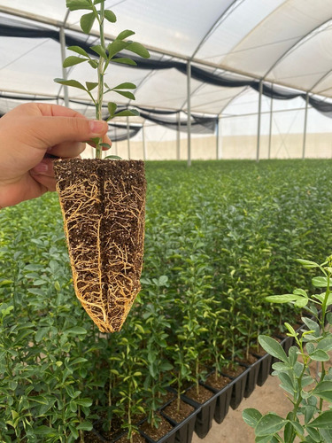 1 Muda De Limão Cravo (limão Rosa) Enxertada + Manual - Vita Oliva