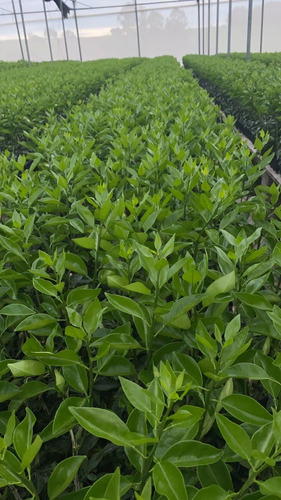 1 Muda De Limão Cravo (limão Rosa) Enxertada + Manual - Vita Oliva