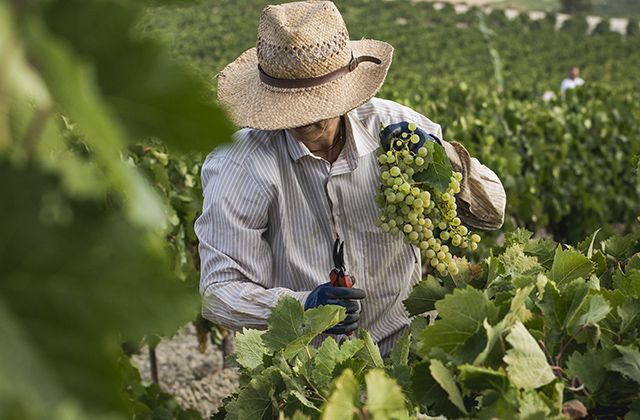 DELGADO ZULETA FINO FORTIFICADO - Winebio