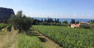 NOVIDADE ITÁLIA - CASARETTI - ROSA DEI CASARETTI CHIARETTO DI BARDOLINO ...