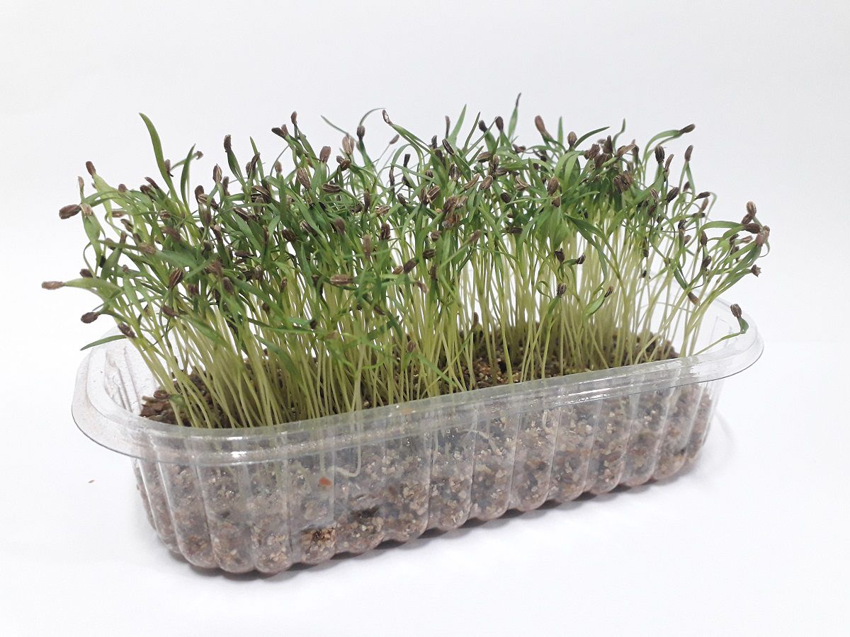 microverdes cenoura - Cultive sua semente do bem em casa, dentro de casa