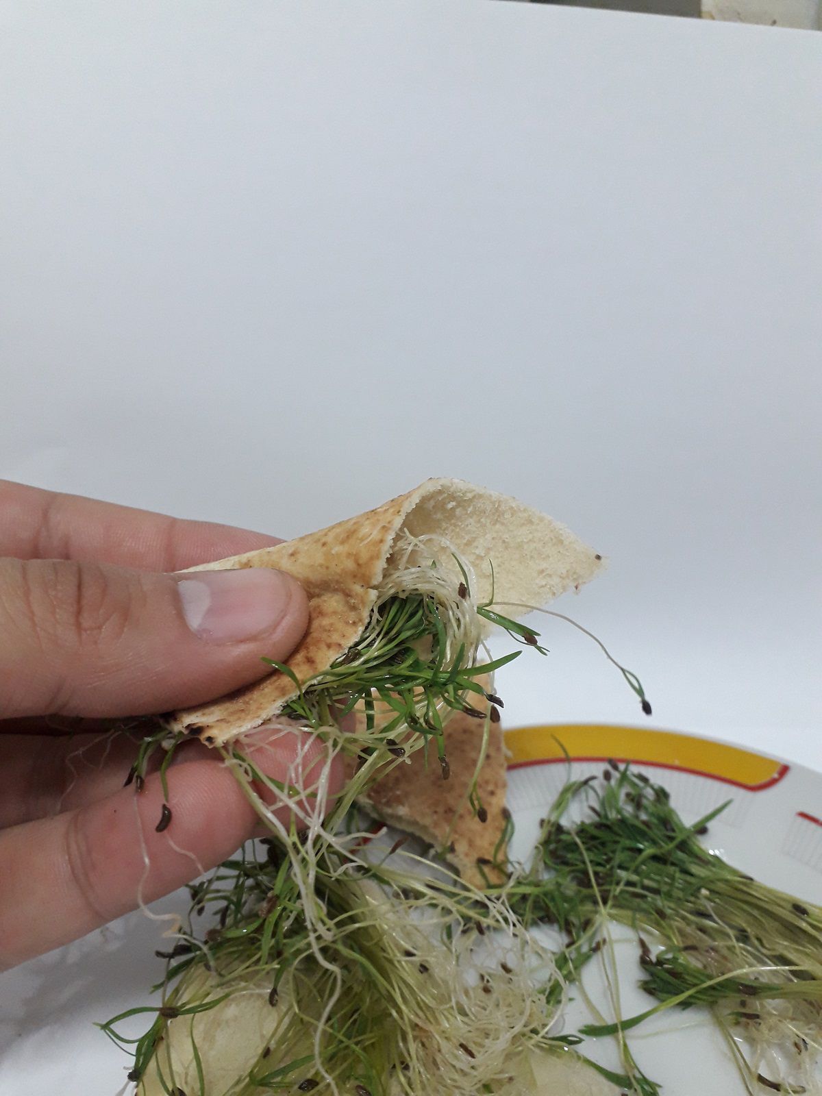 microverdes cenoura - Cultive sua semente do bem em casa, dentro de casa