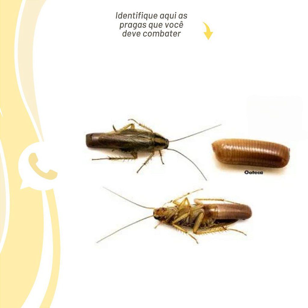 Inseticida Gel Baratol 10g Mata Baratas francesinha - Loja univer-se7 ...