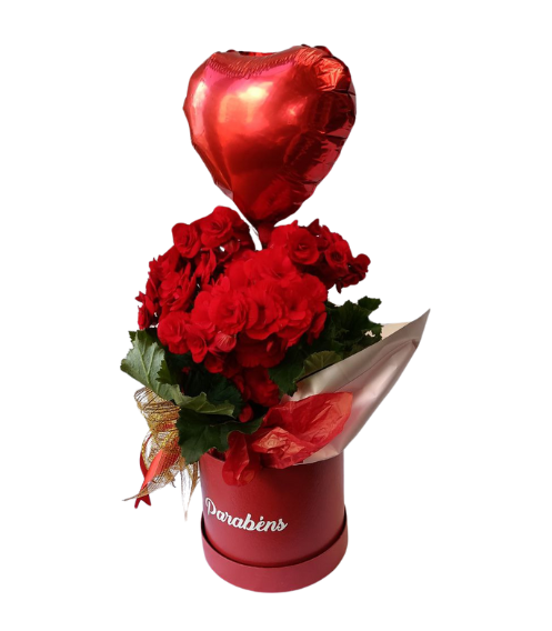 Box Com Begônia Pote 15 E Balão - Recanto das Flores