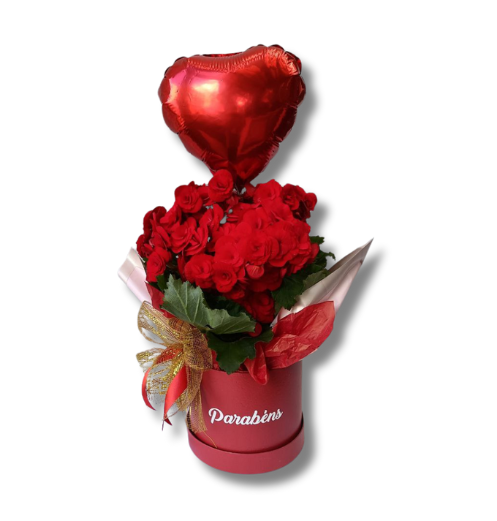 Box Com Begônia Pote 15 E Balão - Recanto das Flores