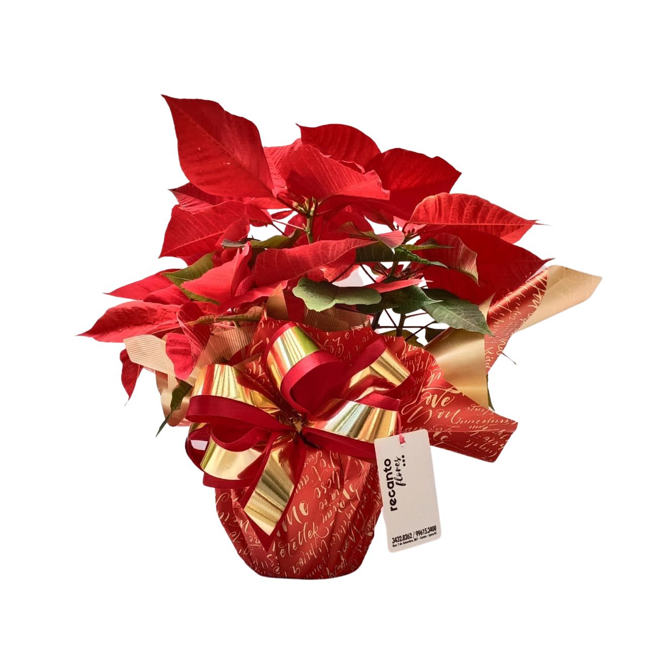 Flor de Natal Poinsétia Mini Pote 11 - Recanto das Flores