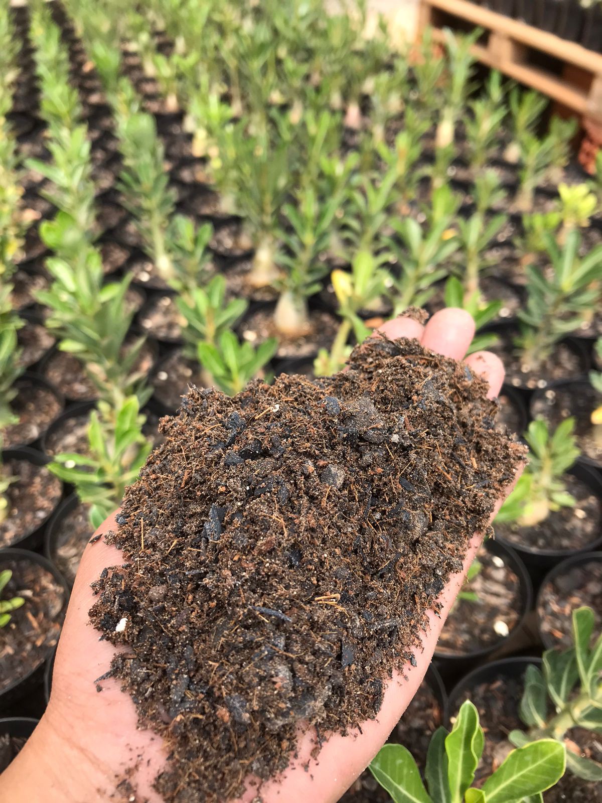 substrato para rosa do deserto multi jardim - Multi Jardim - Produtos ...