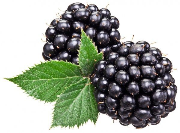 Muda de Amora Rubus / Blackberry sem agrotóxicos - Empório da Mantiqueira