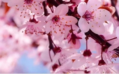 Cerejeira Sakura Okinawa - Prunus Campanulata - Muda Pequena - Empório ...