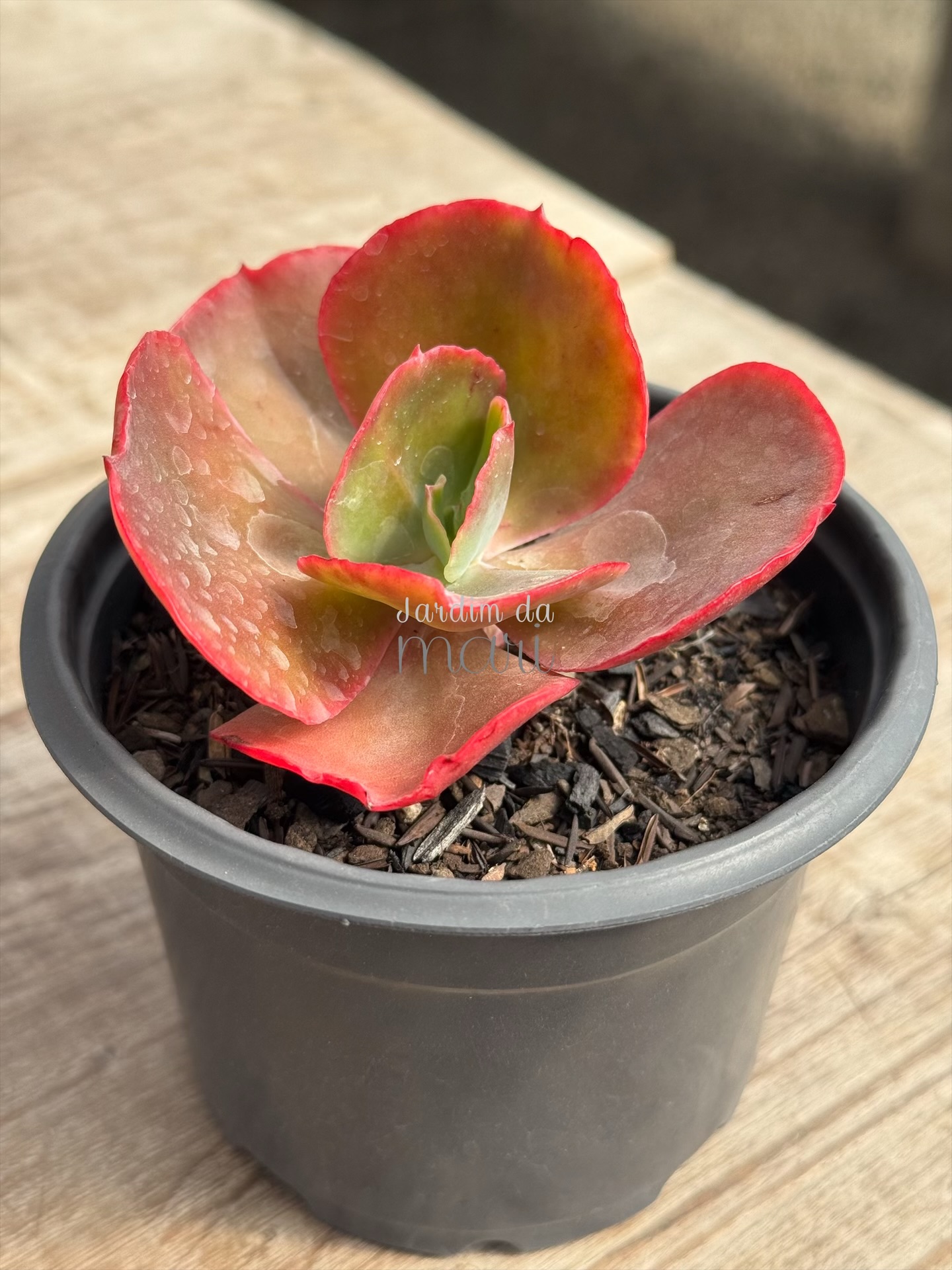 Echeveria ruby lady - Jardim da Mari Suculentas