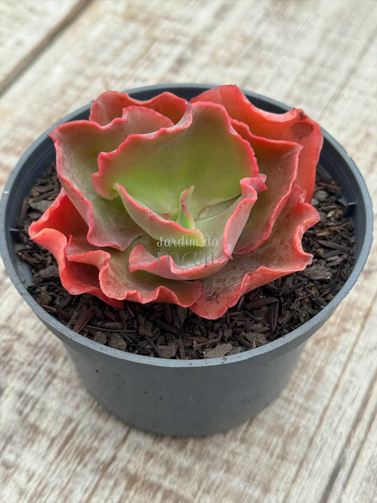 Echeveria cupeno - Jardim da Mari Suculentas