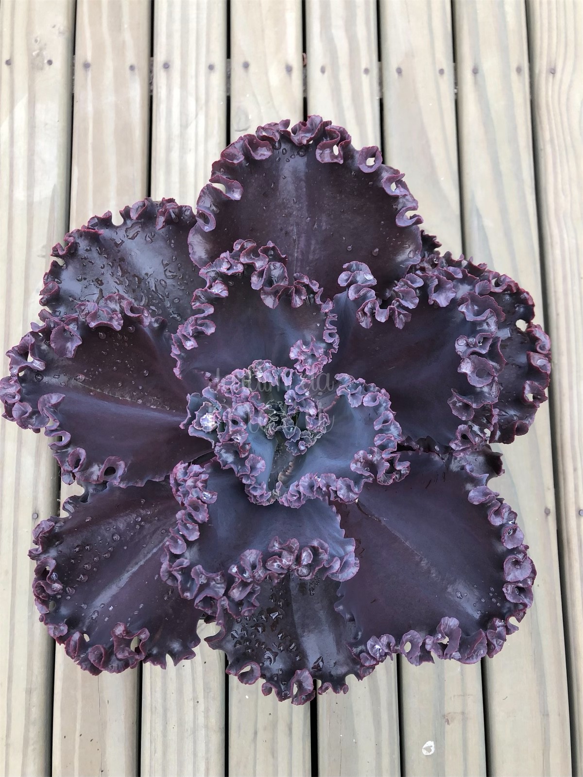 Echeveria jane naylor - Jardim da Mari Suculentas