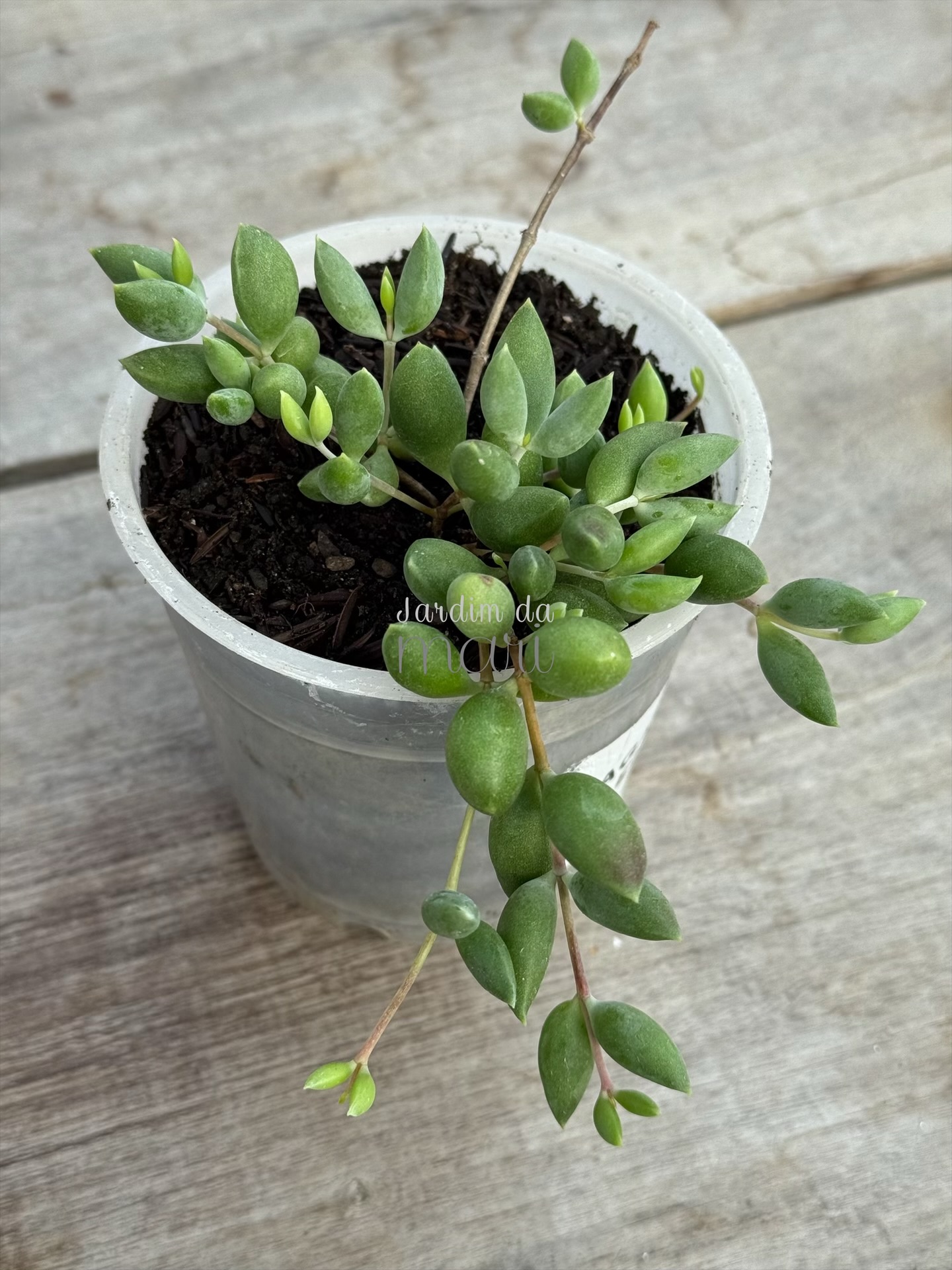 Cotyledon papilaris - Jardim da Mari Suculentas