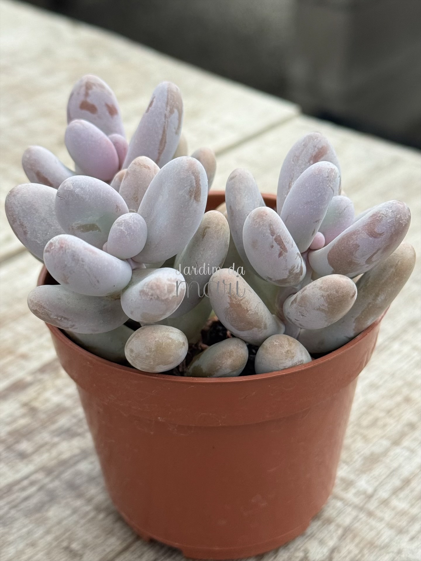 Sedum craigii - Jardim da Mari Suculentas