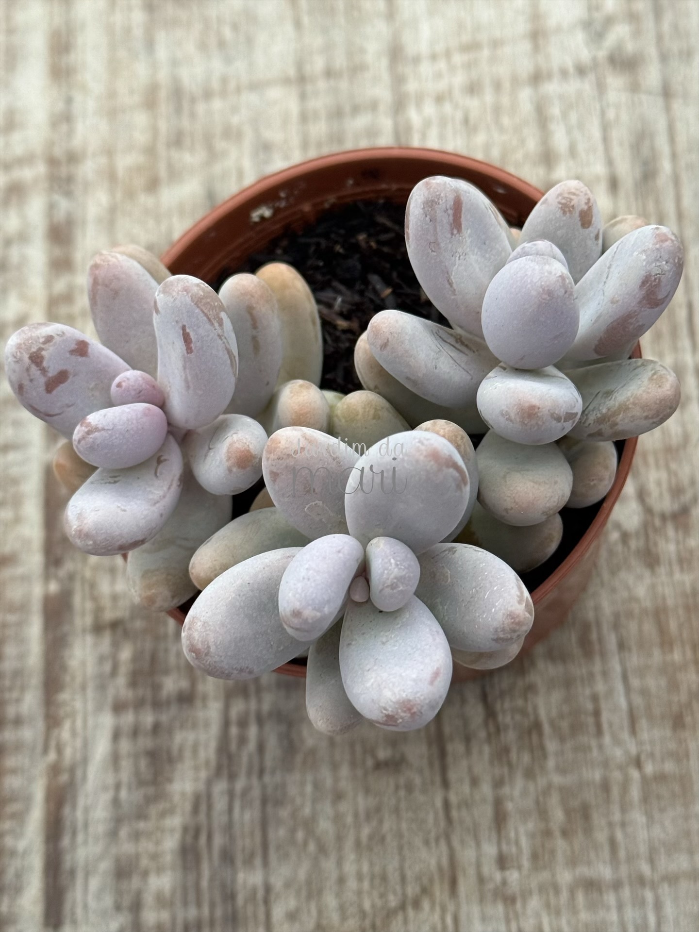Sedum craigii - Jardim da Mari Suculentas