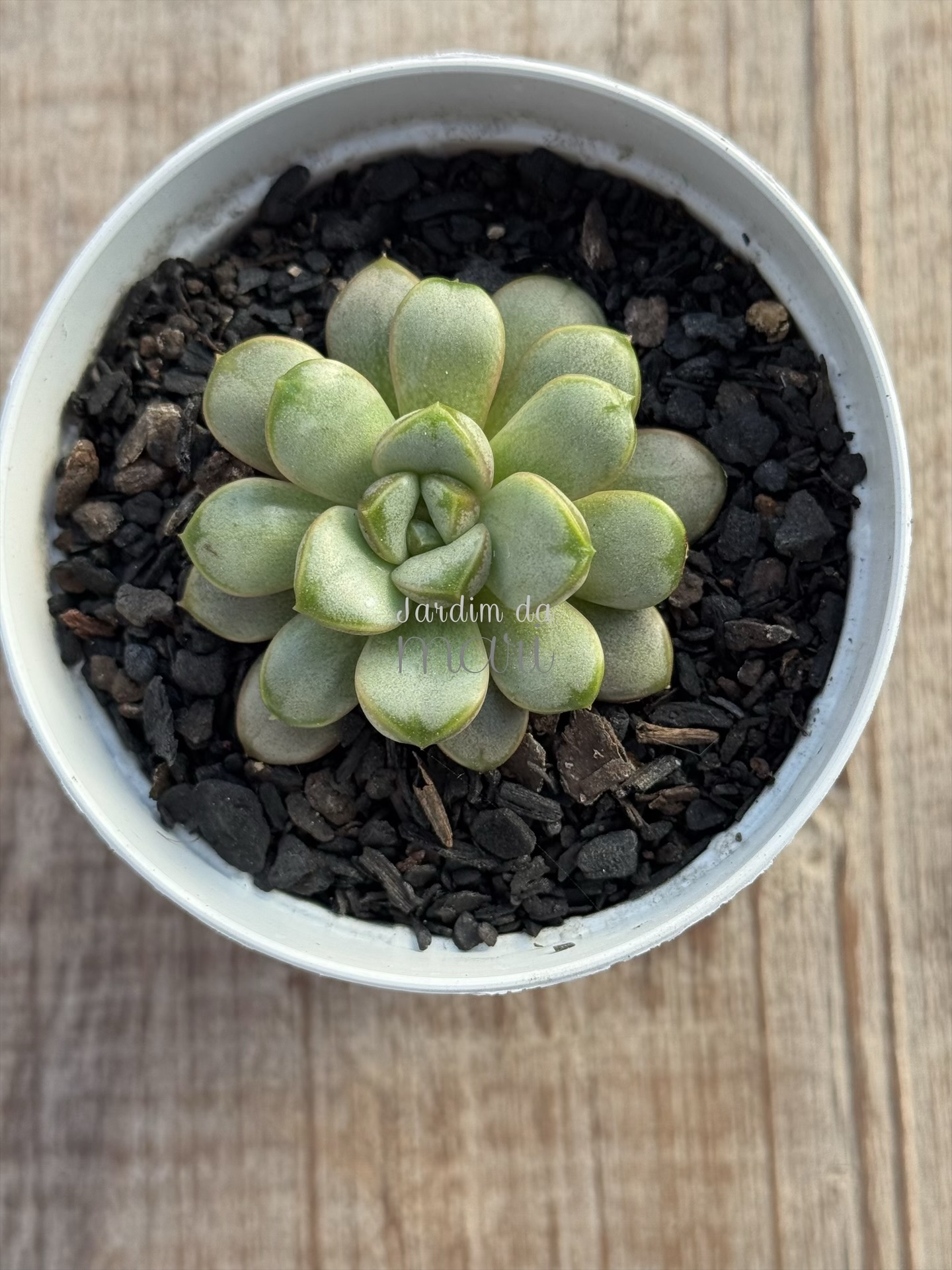 Graptoveria amethorum grape (China) - Jardim da Mari Suculentas