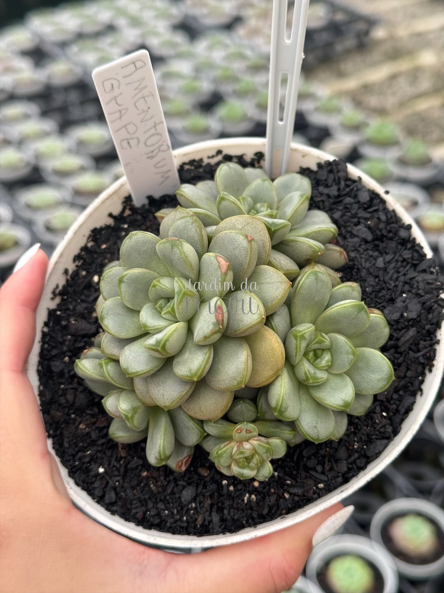 Graptoveria amethorum grape (China) - Jardim da Mari Suculentas