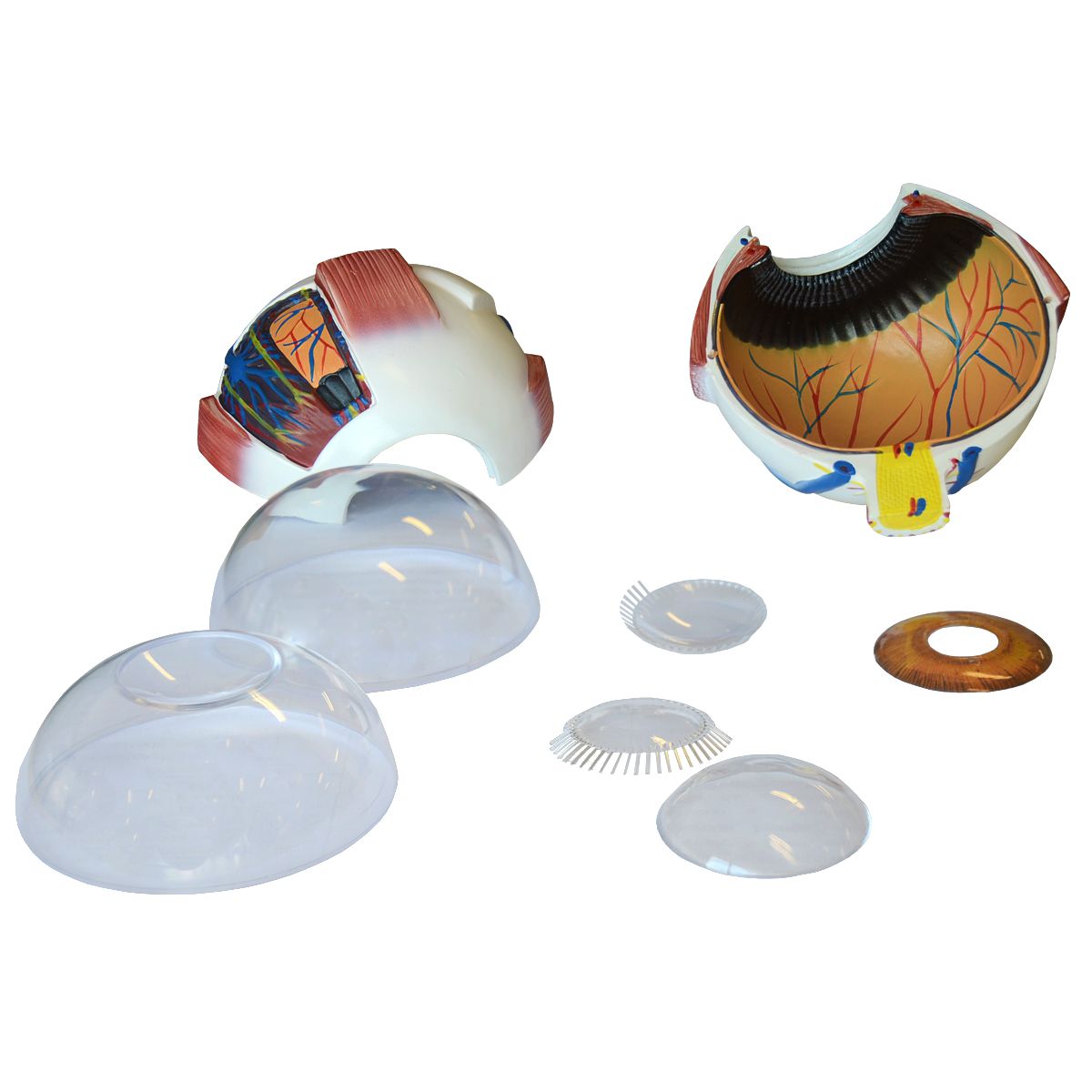 Olho em 08 Partes Ampliado Anatomia Anatonic - Ciruvix - Produtos ...