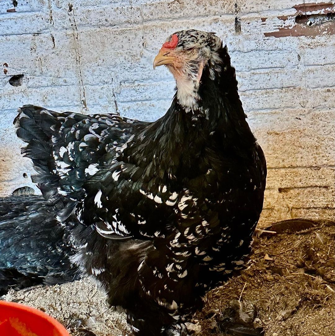 Ovos Férteis De Brahma Mottled Para Chocar - GRUPO OVOS DE OURO