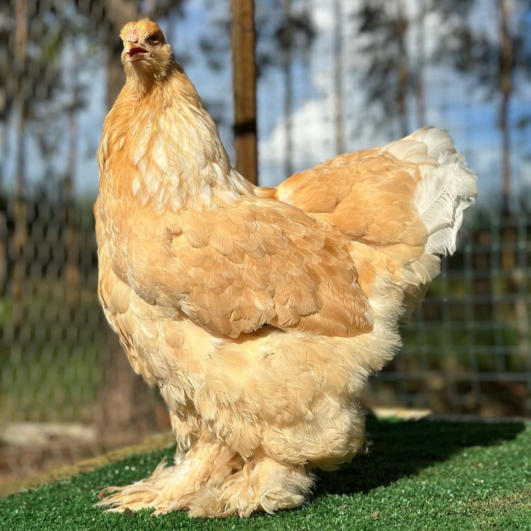 Ovos De Brahma Lemon Para Chocar - GRUPO OVOS DE OURO