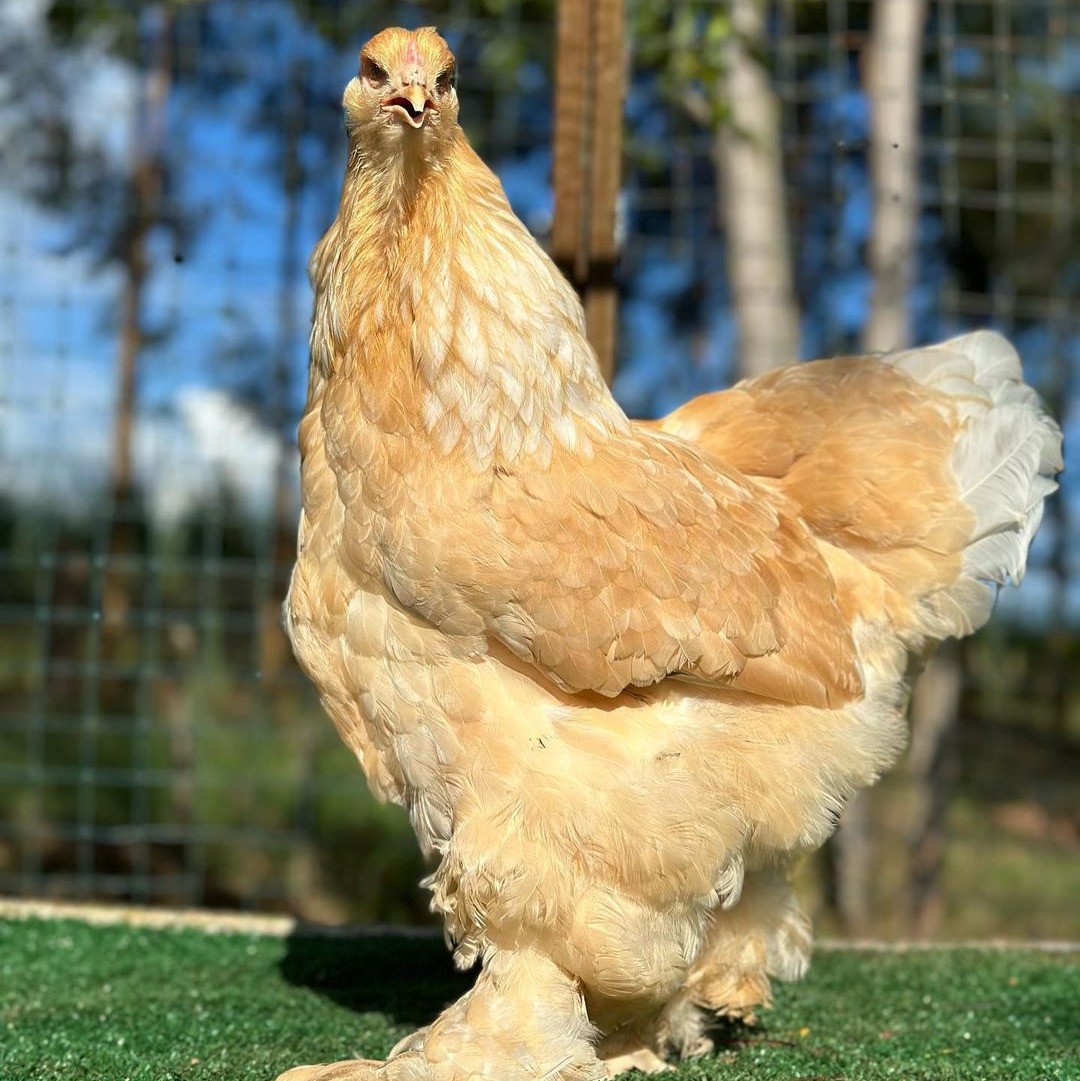 Ovos De Brahma Lemon Para Chocar - GRUPO OVOS DE OURO