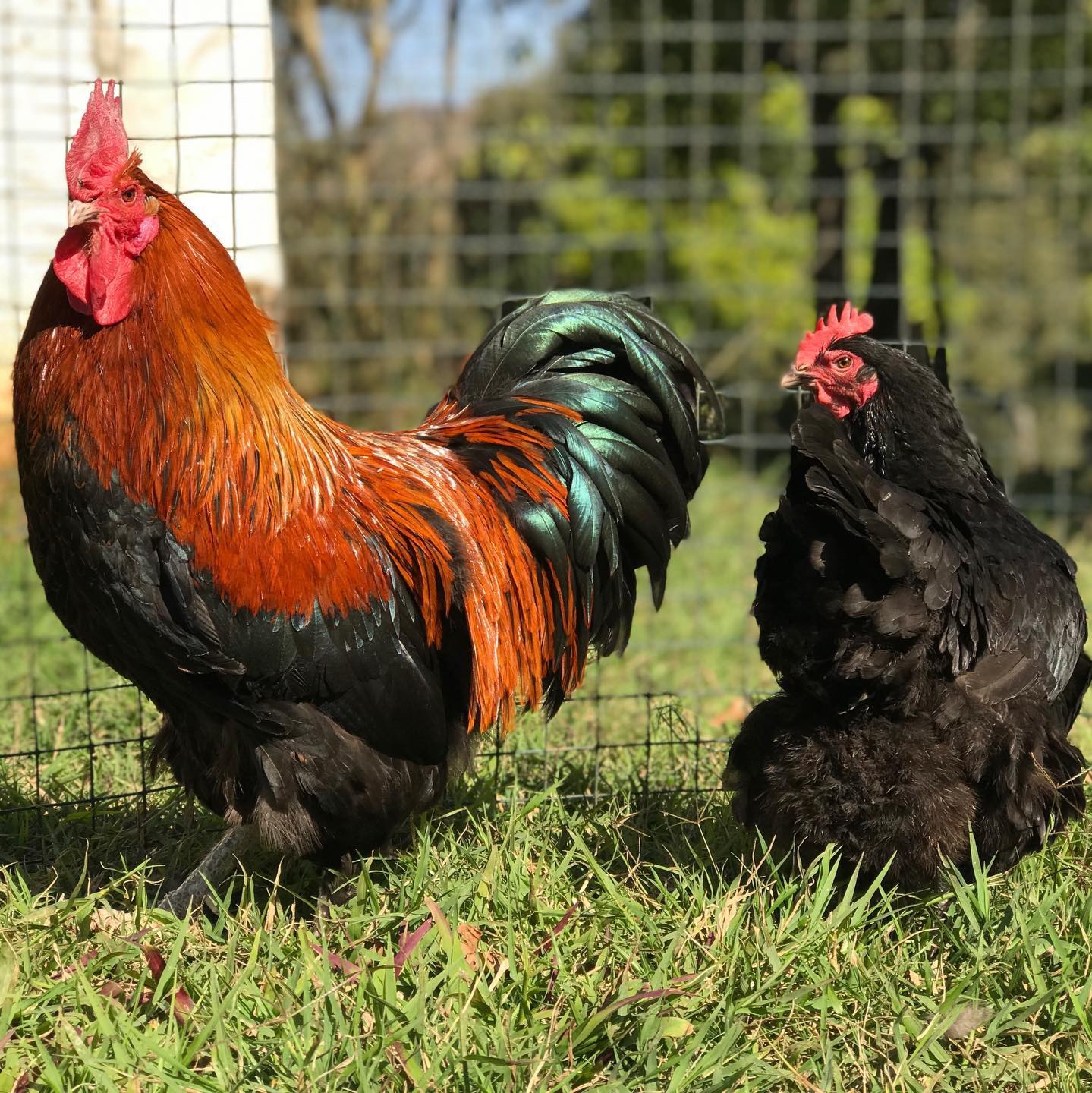 Ovos De Marans (Ovos Marrom Escuro) - Pronto Para Chocar - GRUPO OVOS ...