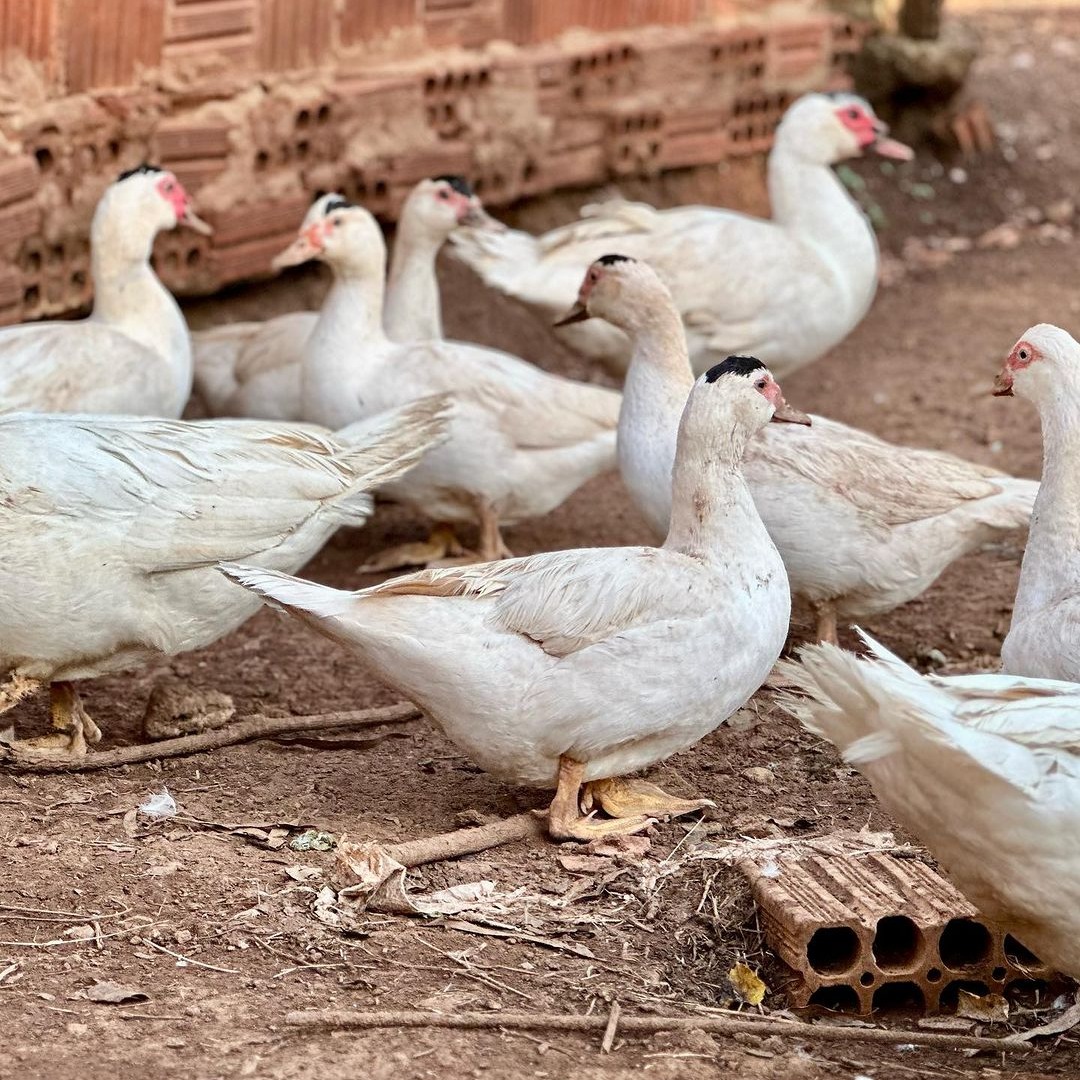 Pato Gigante Alemão - GRUPO OVOS DE OURO