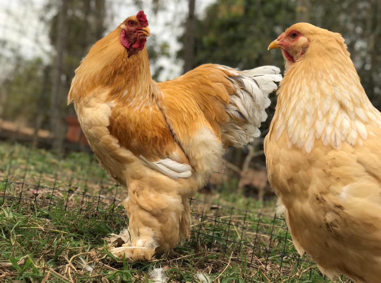 Brahma Lemon Pyle - COMPRAR OVOS GALADOS - GRUPO OVOS DE OURO