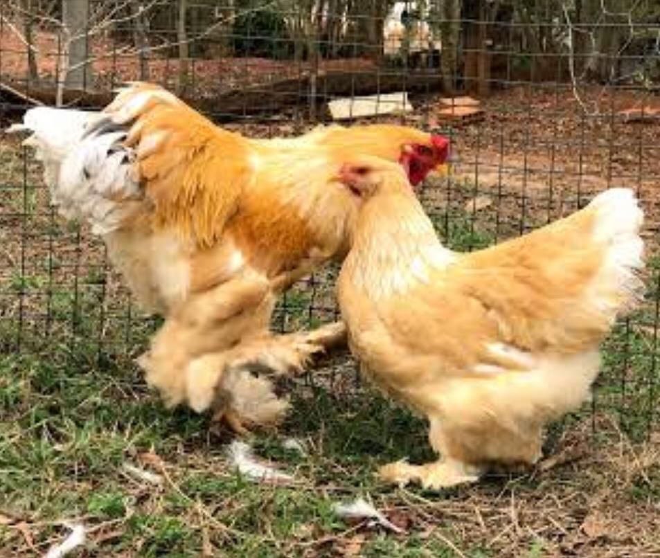 Brahma Lemon Pyle - COMPRAR OVOS GALADOS - GRUPO OVOS DE OURO