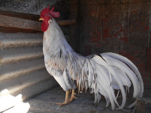 Leghorn Splash - COMPRAR OVOS GALADOS - GRUPO OVOS DE OURO